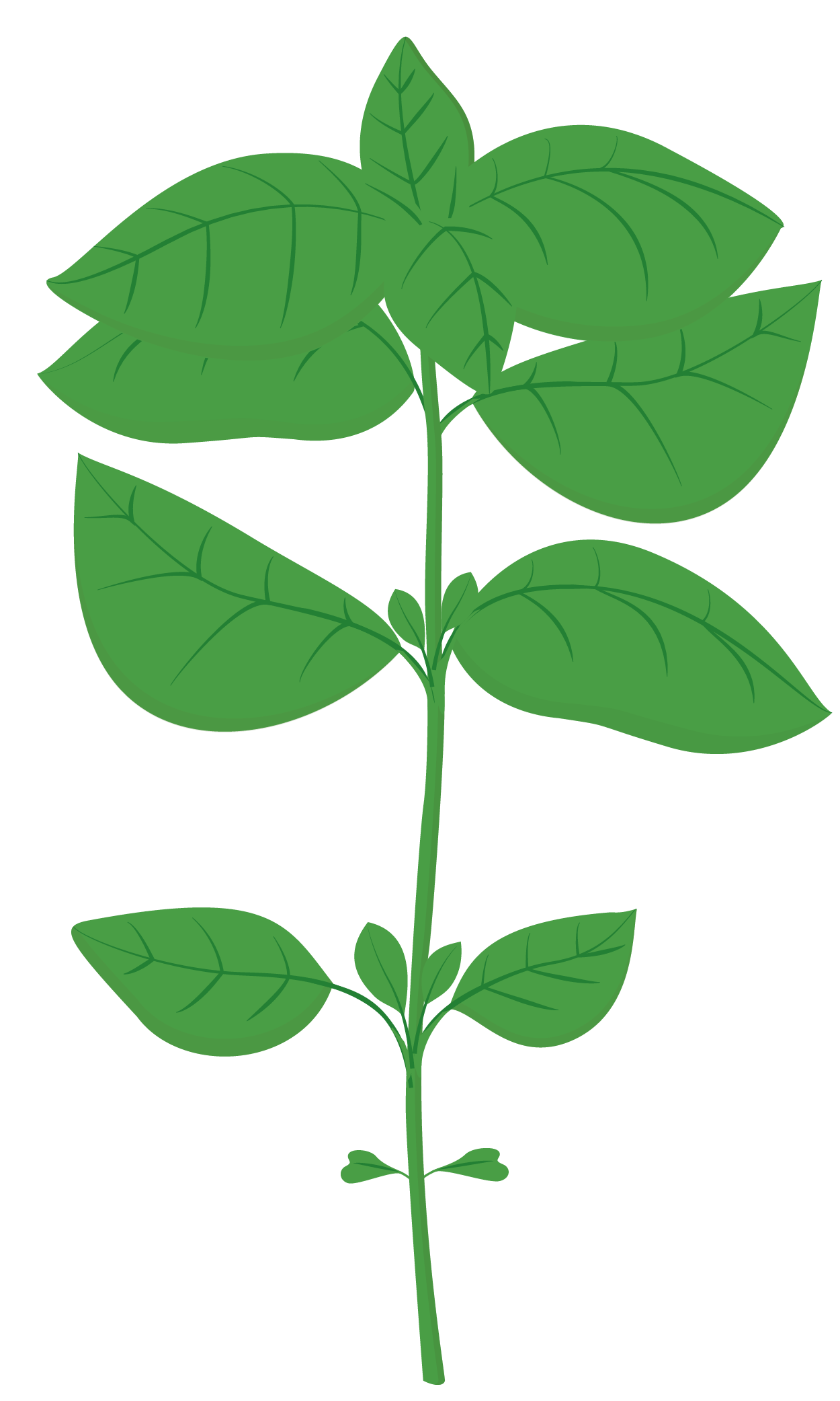 Тайландски Босилек - Thai Basil Organic | Trendo.bg